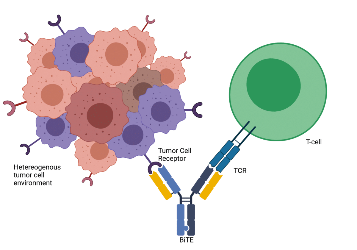 Bispecific Therapeutics Explained - Rapid Novor