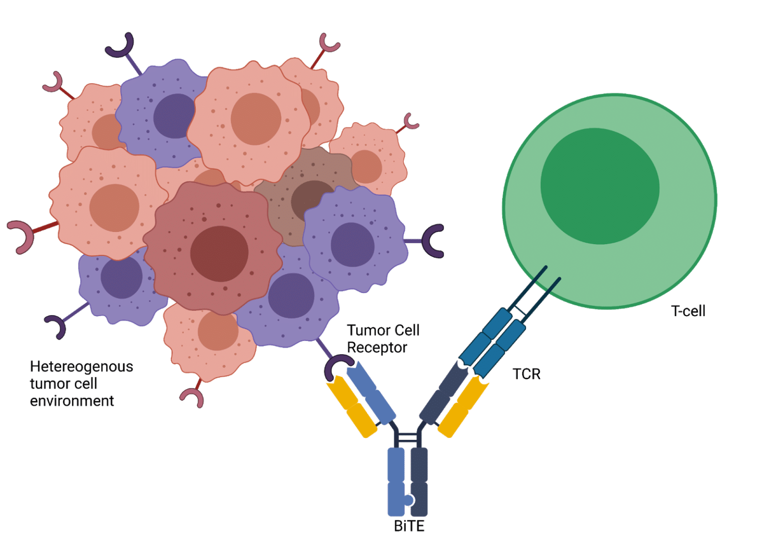 Bispecific Therapeutics Explained - Rapid Novor