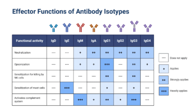 Types of Antibodies - Rapid Novor