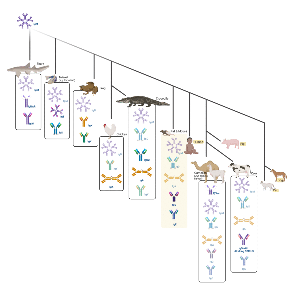 Types of Antibodies - Rapid Novor