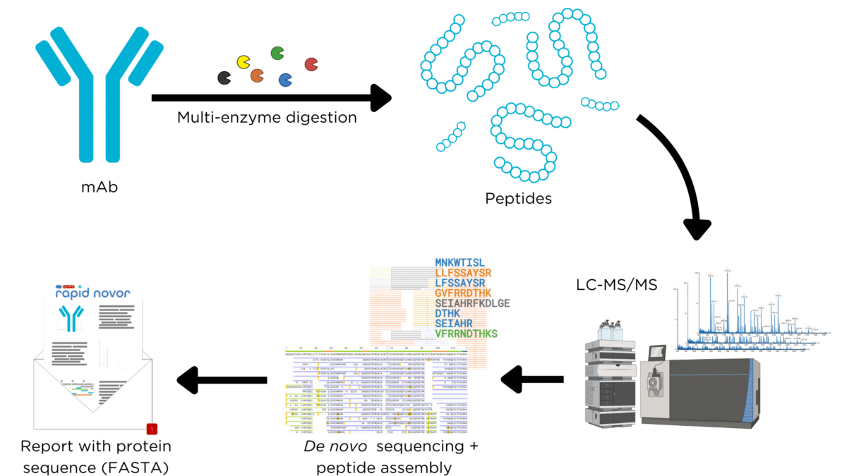 How Do You Obtain the Sequence of an Antibody? - Rapid Novor