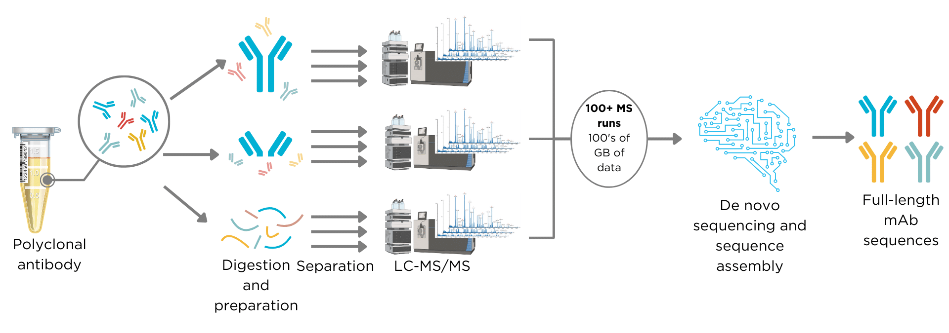 How Do You Obtain the Sequence of an Antibody? - Rapid Novor