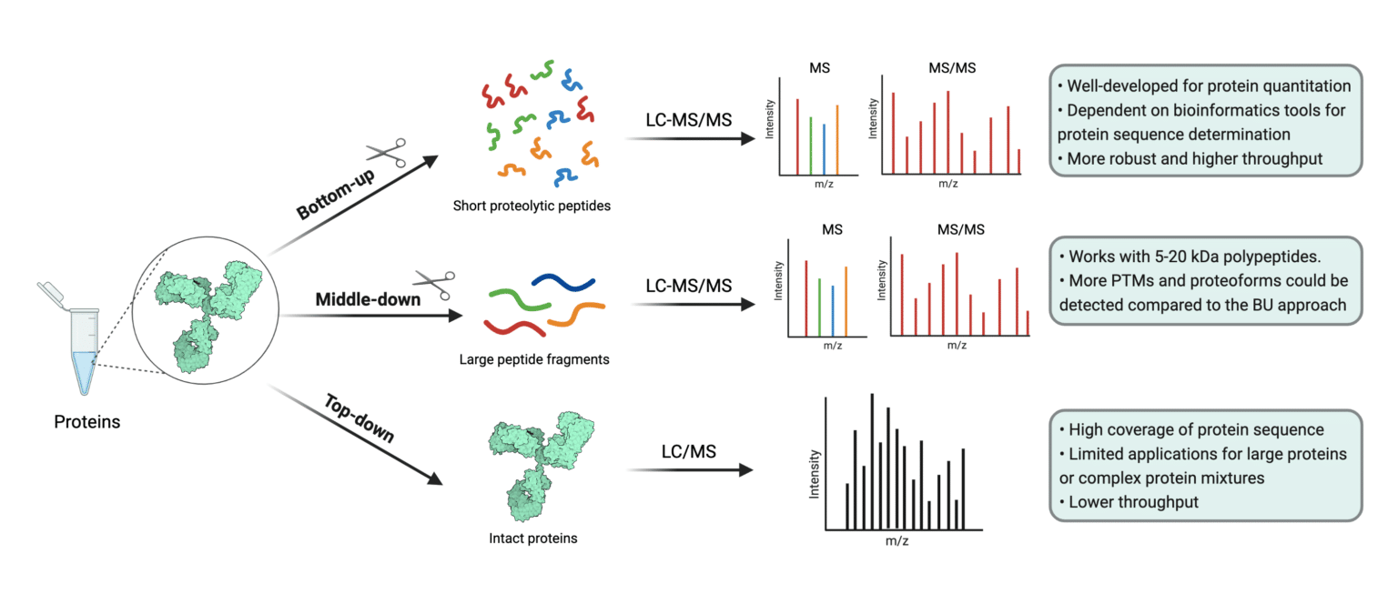 What is Protein Mass Spectrometry? - Rapid Novor