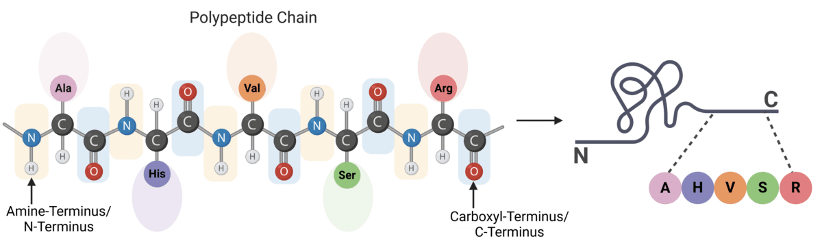 What is Amino Acid Sequencing? - Rapid Novor