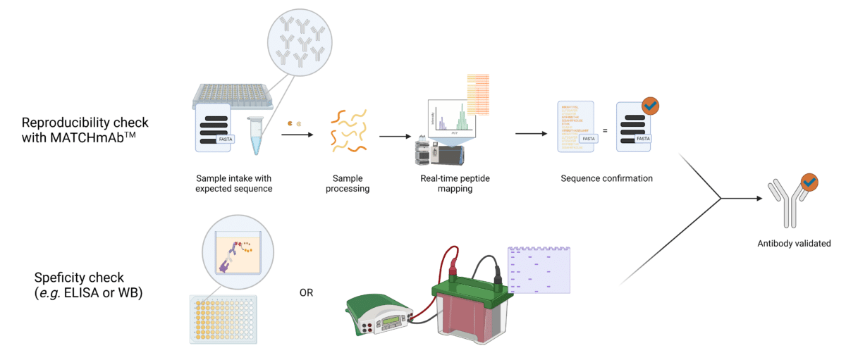 Why Verifying the Protein Sequence Is Crucial for Antibody Validation - Rapid Novor