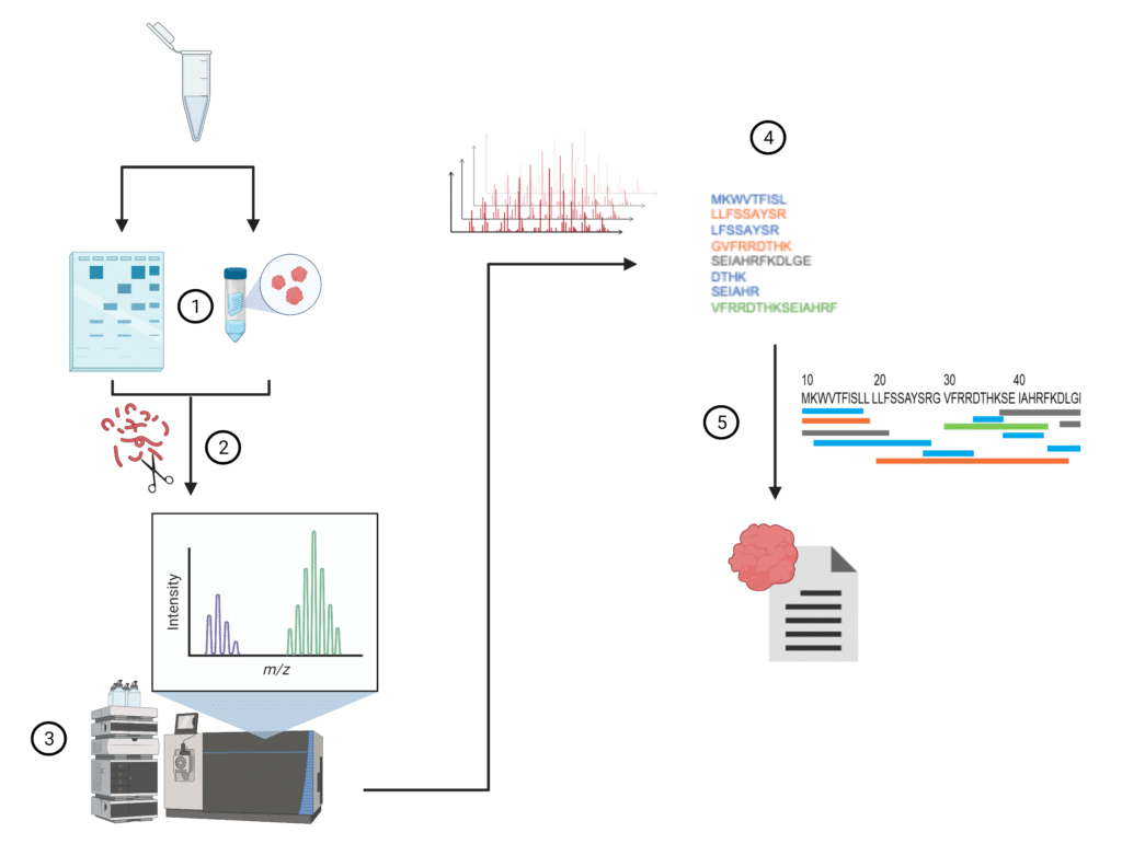 What is the De Novo Amino Acid Sequencing Method? - Rapid Novor