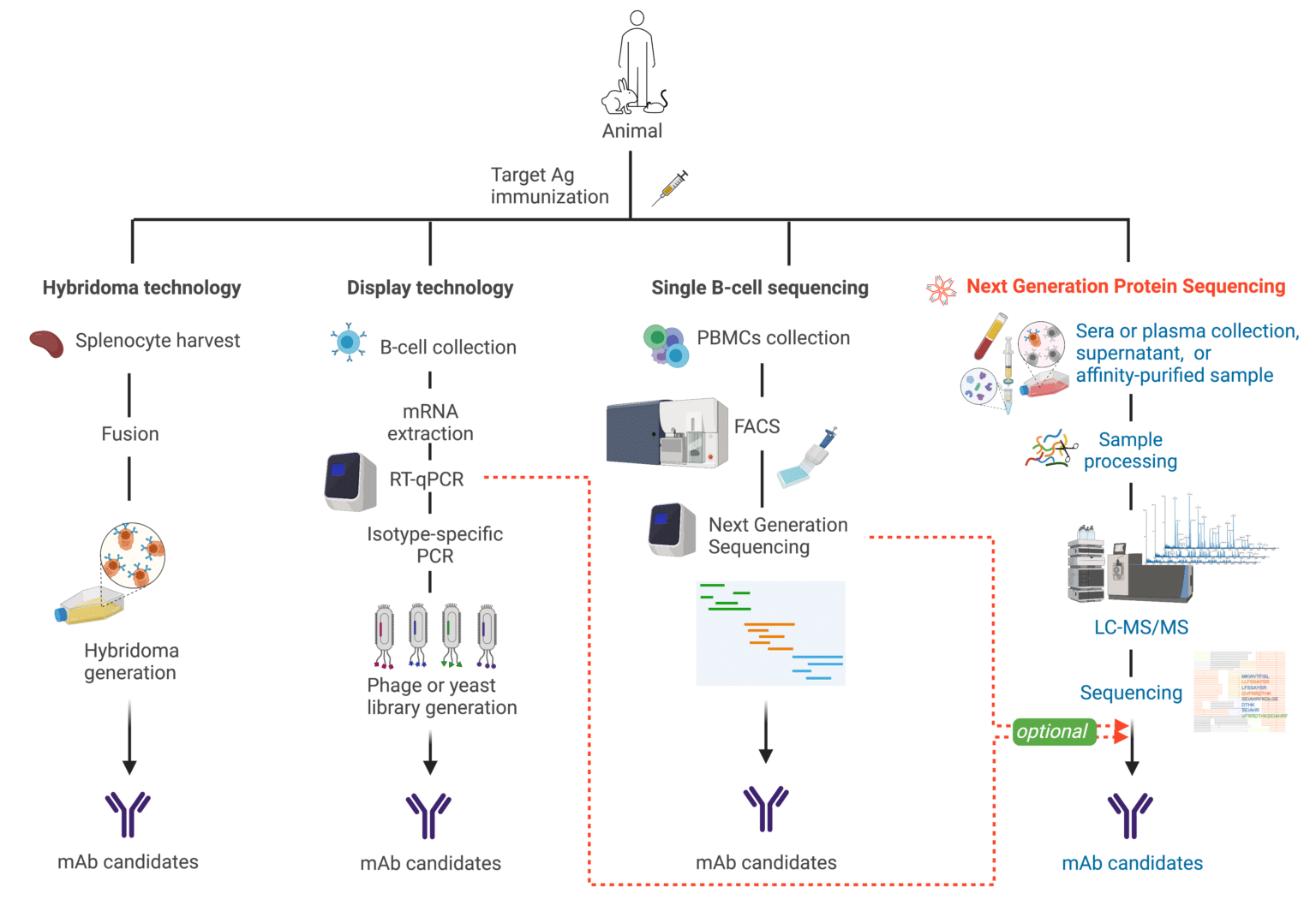 What are Monoclonal Antibodies? - Rapid Novor