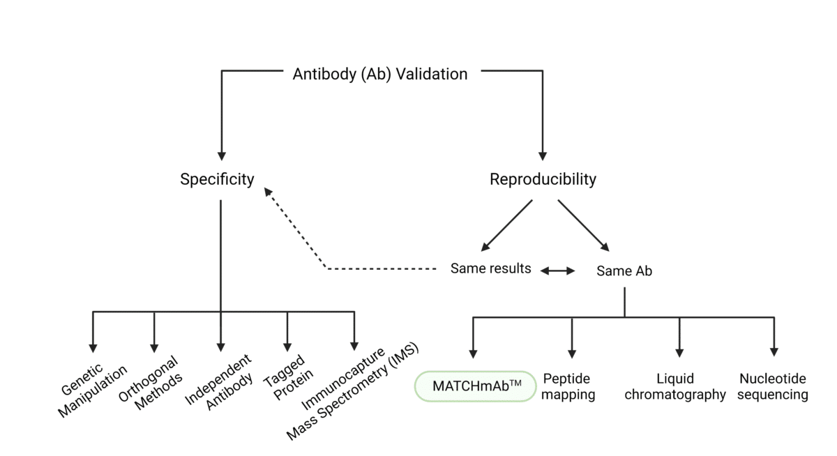 Antibody Validation and its Use Cases - Rapid Novor