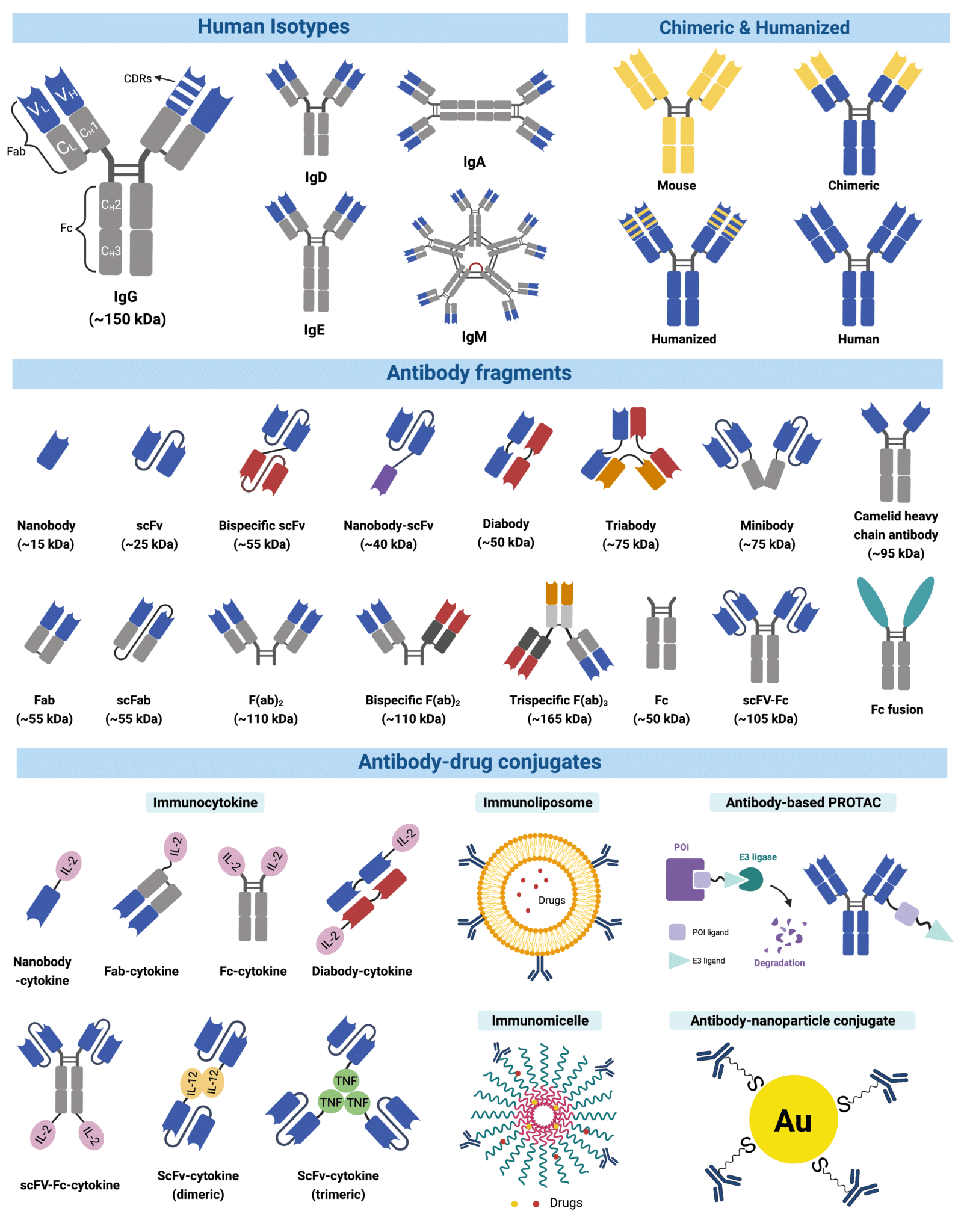 What are Monoclonal Antibodies? - Rapid Novor