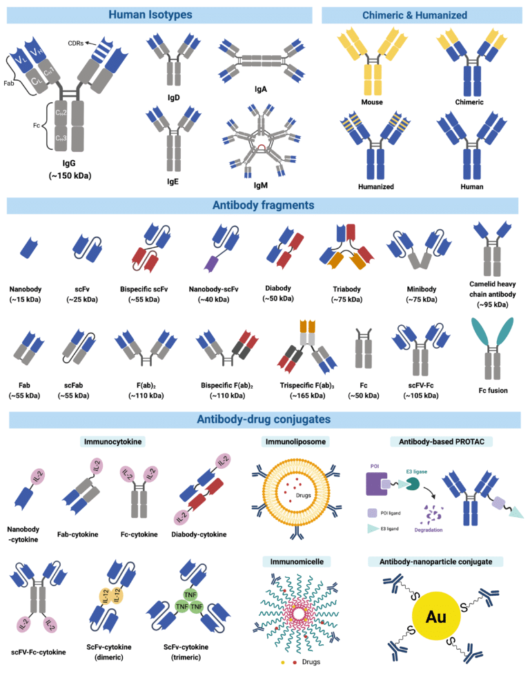 What are Monoclonal Antibodies? - Rapid Novor