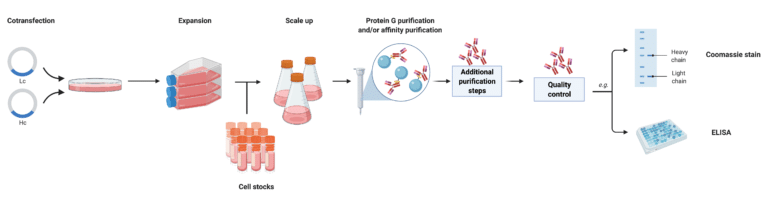 What are Monoclonal Antibodies? - Rapid Novor