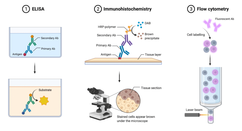 What are Monoclonal Antibodies? - Rapid Novor