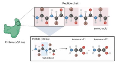 How to Determine Peptide Sequences - Rapid Novor