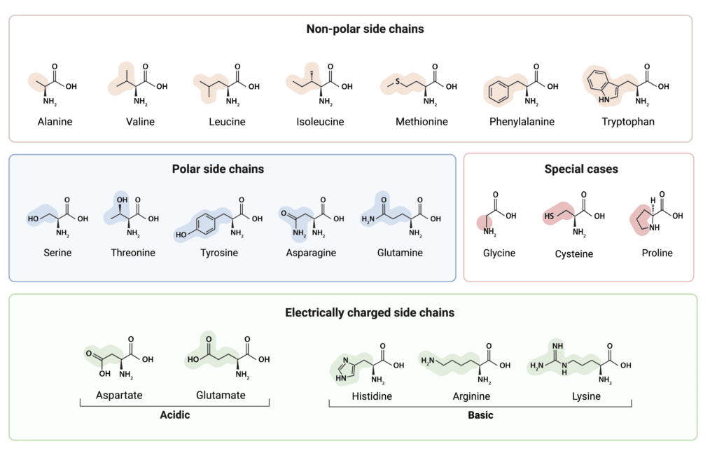 Structure of an Amino Acid - Rapid Novor