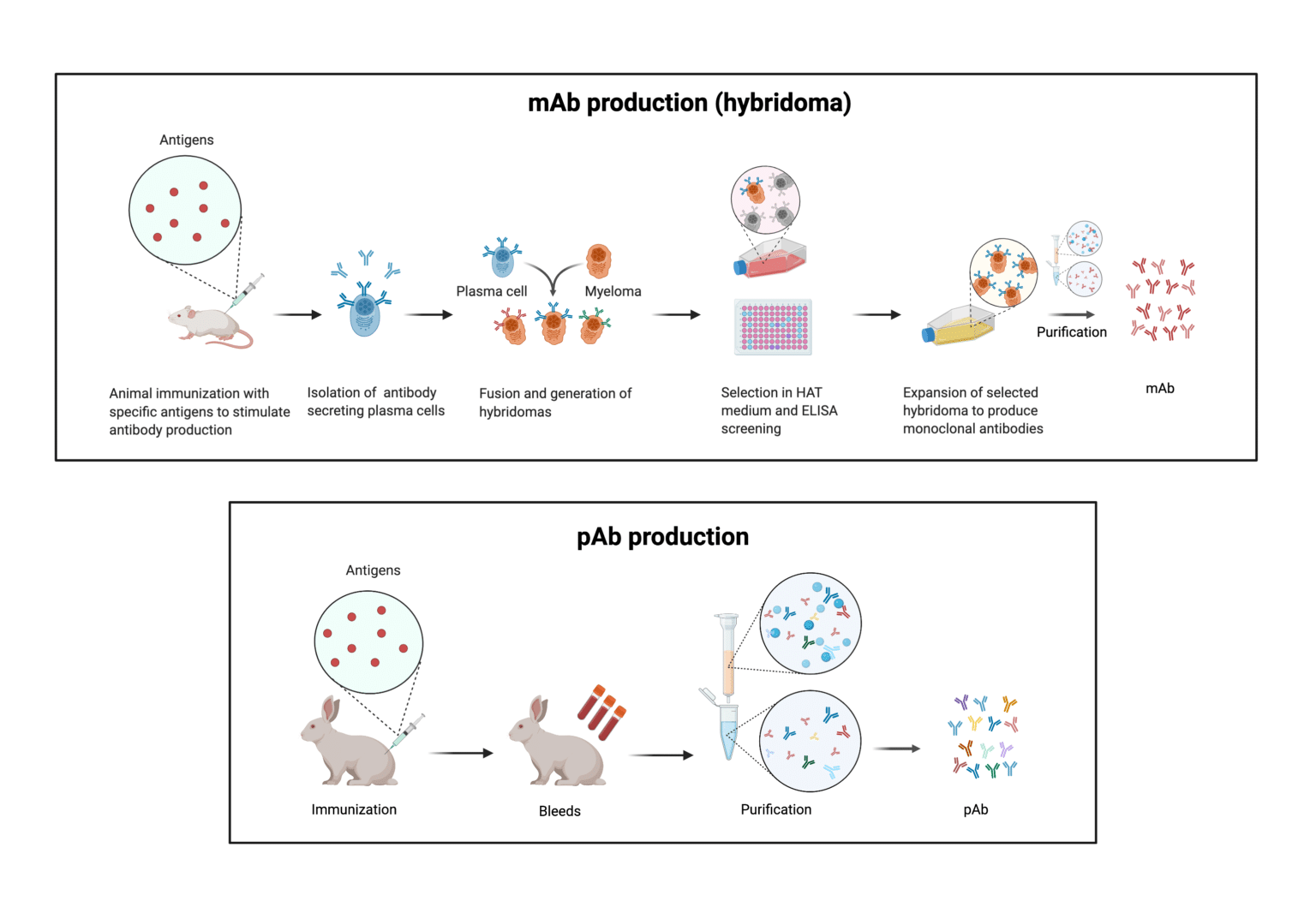 Monoclonal vs Polyclonal Antibody Drugs - Rapid Novor
