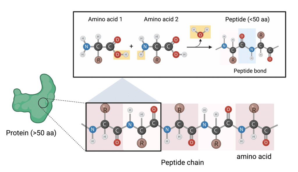 Structure Of An Amino Acid Rapid Novor