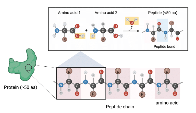 Structure of an Amino Acid - Rapid Novor