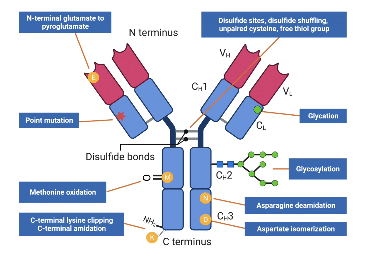What is Peptide Mapping? - Rapid Novor