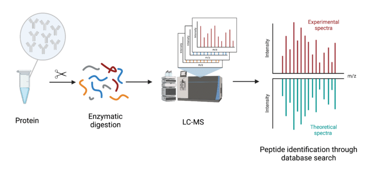 What is Peptide Mapping? - Rapid Novor