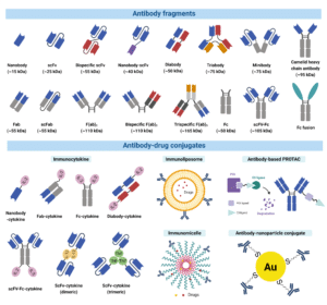 Enhanced Antibody Engineering for Development of Therapeutic Antibodies
