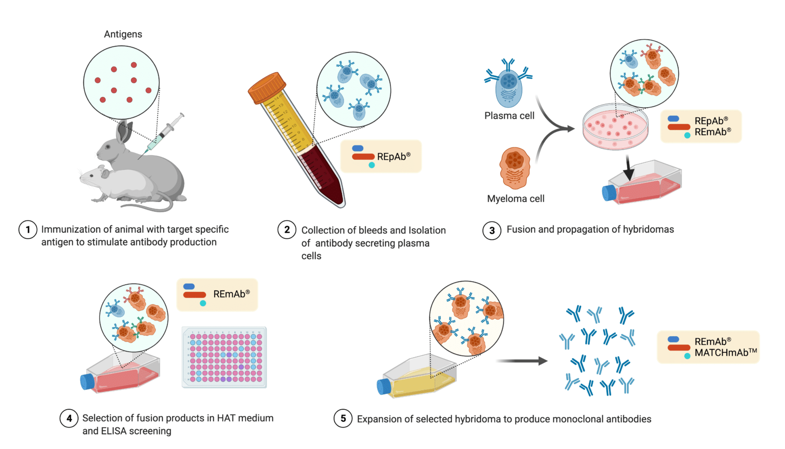 DNA Sequencing vs Next Generation Protein Sequencing - Rapid Novor