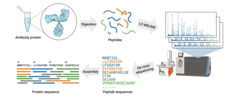 Enhanced Antibody Engineering for Development of Therapeutic Antibodies