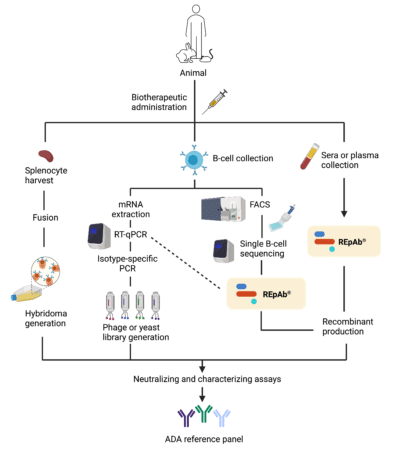 Anti-Drug Antibody Assays with Next Generation Protein Sequencing