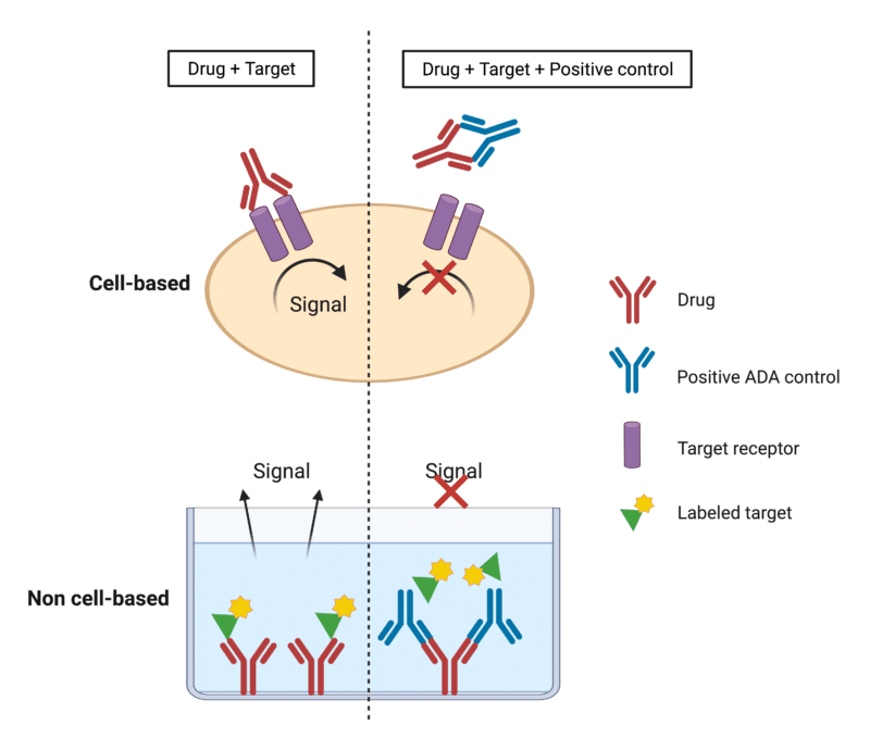 Anti-Drug Antibody Assays with Next Generation Protein Sequencing