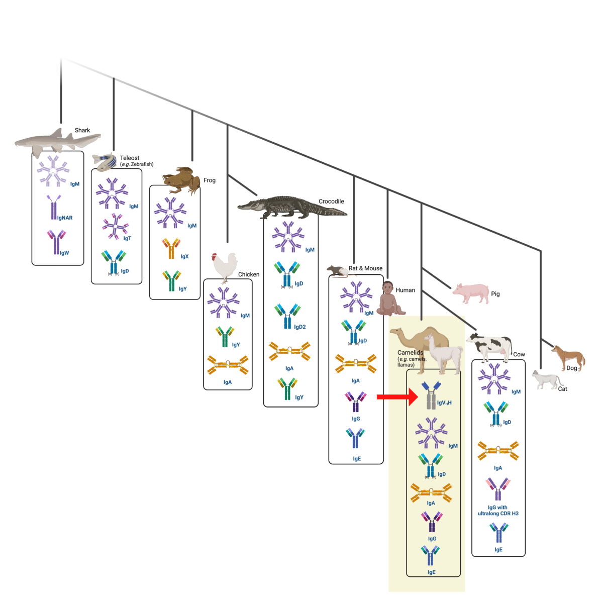 Camelid Antibodies and Nanobodies - Rapid Novor
