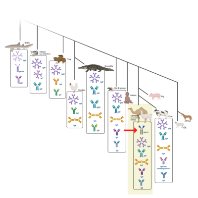 Camelid Antibodies and Nanobodies - Rapid Novor