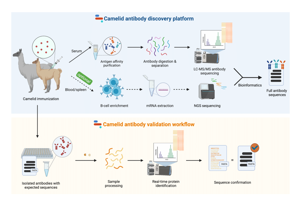 Camelid Antibodies and Nanobodies - Rapid Novor