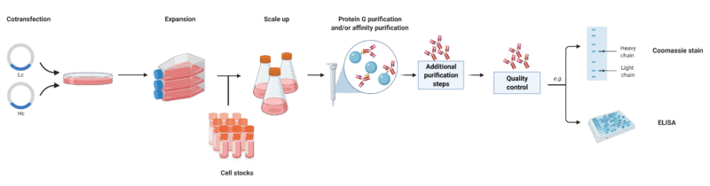Recombinant Antibodies - New Generation Enabled by Protein Sequencing
