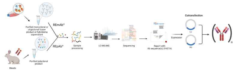 Recombinant Antibodies - New Generation Enabled by Protein Sequencing
