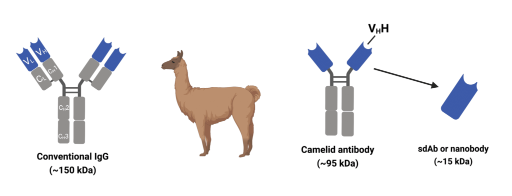 Camelid Antibodies and Nanobodies - Rapid Novor