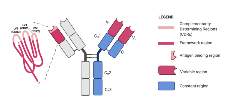 Identifying CDRs by Antibody Sequencing - Rapid Novor