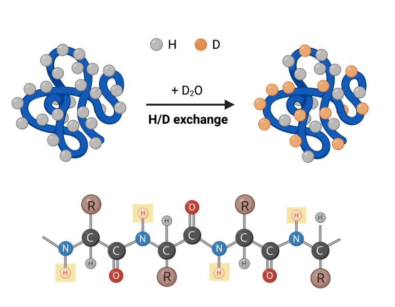 What is HDX-MS? - Rapid Novor