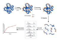 What is HDX-MS Epitope Mapping? - Rapid Novor