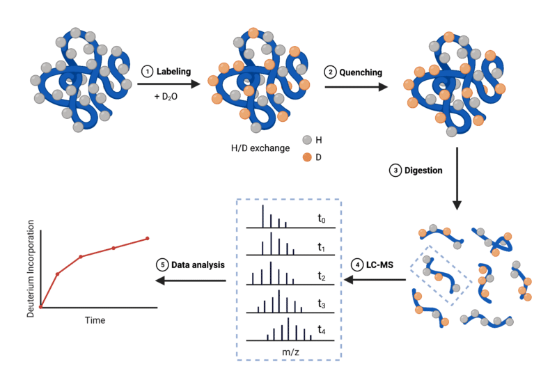 What is HDX-MS? - Rapid Novor
