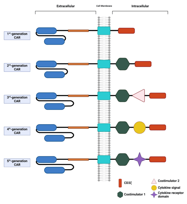 Chimeric Antigen Receptors and T cells - Rapid Novor