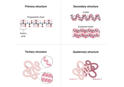 Protein Structure and How to Study It - Rapid Novor