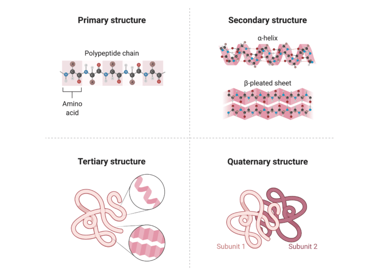 Protein Structure and How to Study It - Rapid Novor