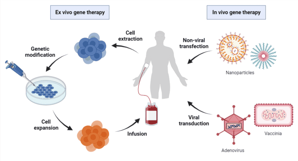Adeno-Associated Virus Vectors for Gene Therapy Delivery - Rapid Novor