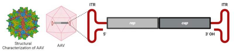 Adeno-Associated Virus Vectors for Gene Therapy Delivery - Rapid Novor