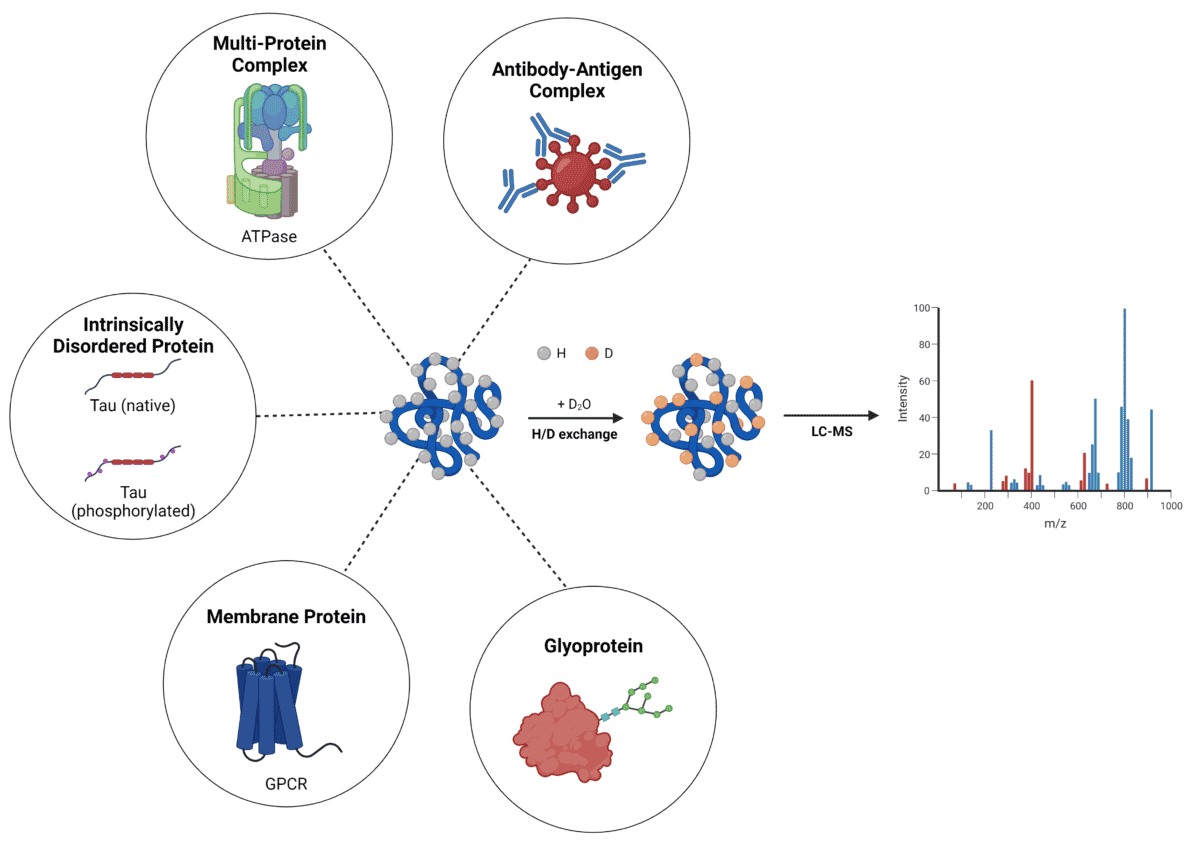 Protein Characterization by HDX-MS - Rapid Novor