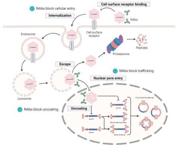 Adeno-Associated Virus Vectors for Gene Therapy Delivery - Rapid Novor