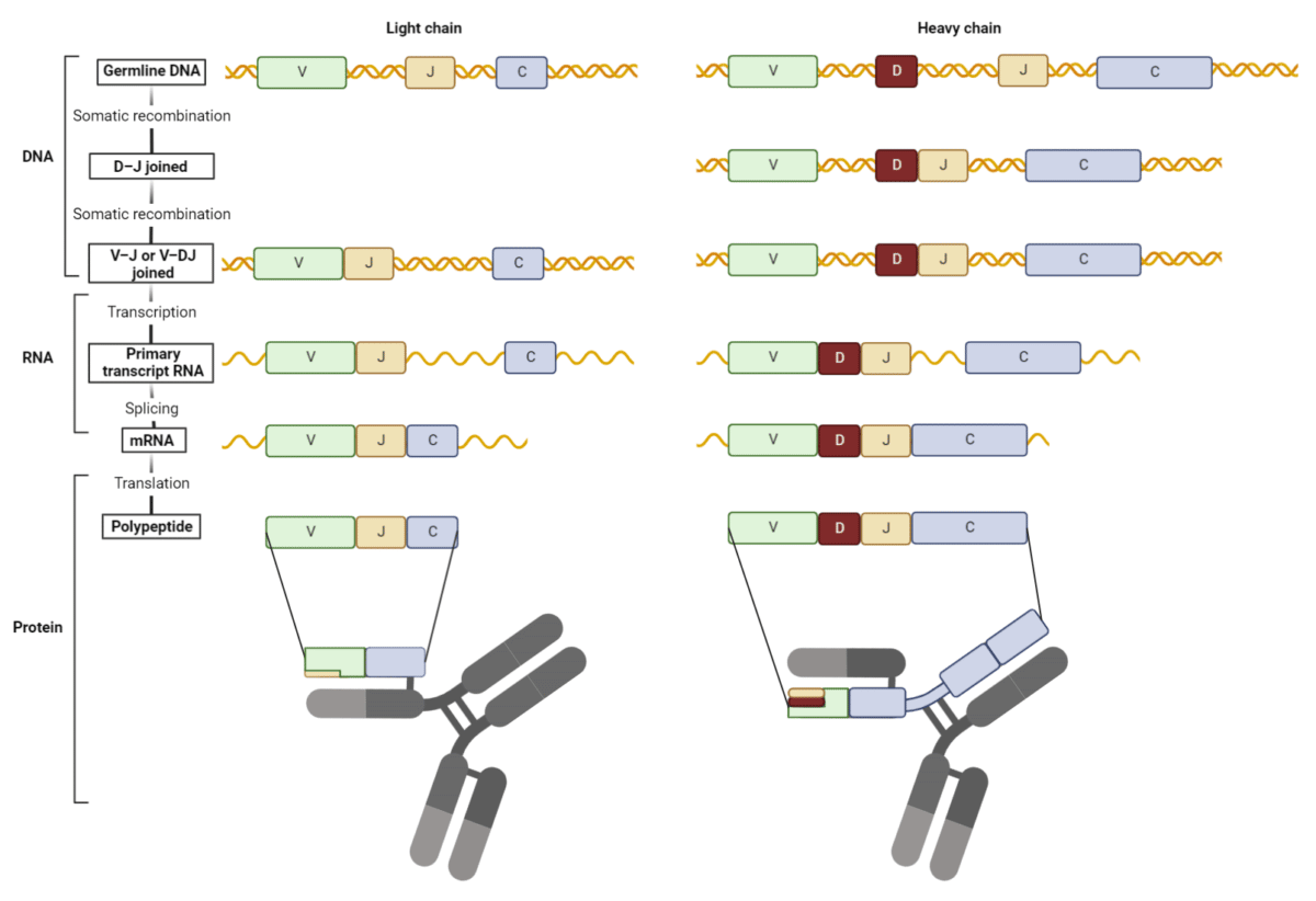 What Generates Antibody Diversity? - Rapid Novor