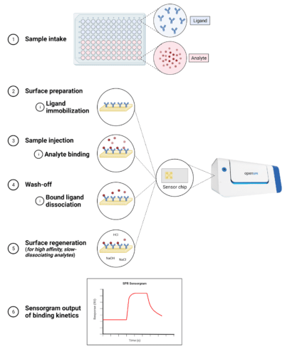 Surface Plasmon Resonance Spectroscopy - Rapid Novor