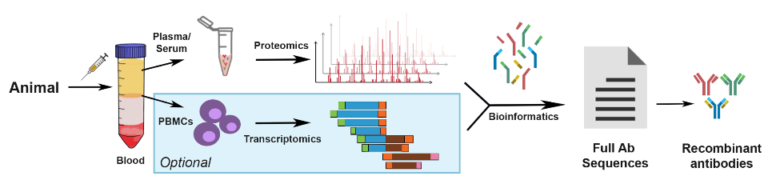 What are Polyclonal Antibodies and Their Role in Immune System