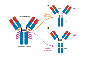 Structure and Function of Antibodies - Rapid Novor