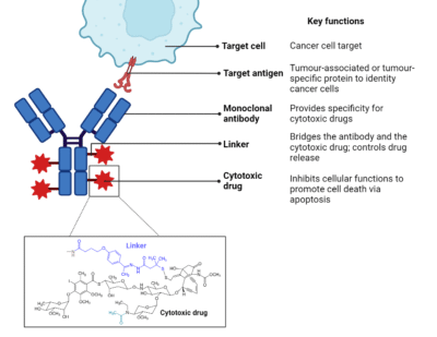 Antibody Drug Conjugates as Anti-Cancer Therapeutics
